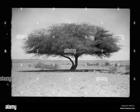 Agriculture Etc Acacia Tree In The Desert Near Asluj Acacia Tortilis