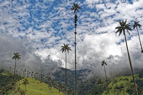 La Palma De Cera Del Quindío ¿en Qué Regiones De Colombia Crece Este