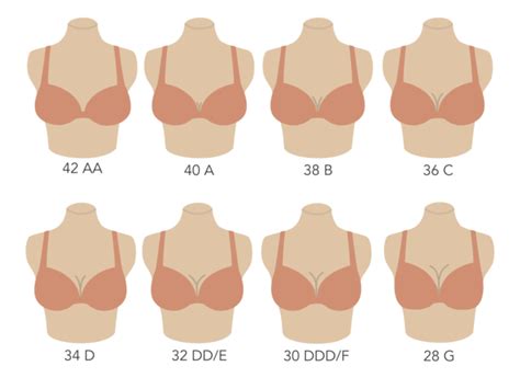 D Cup Sizes Examples And Tips For Comfort