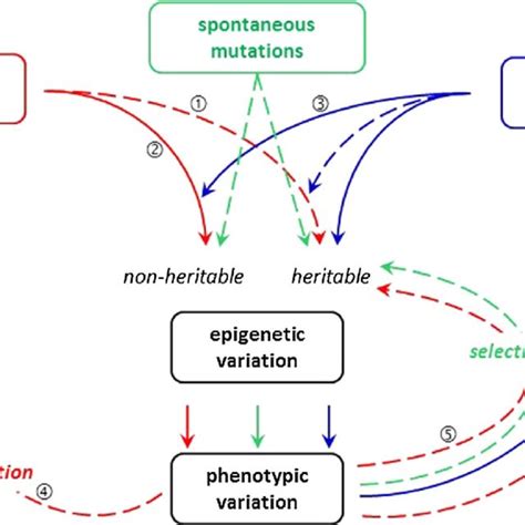 Epigenetics Examples