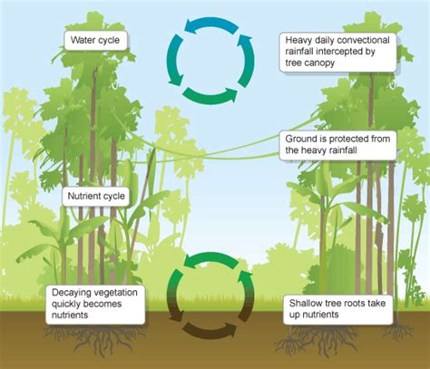 Rainforest Water And Nutrient Cycles Geography 7 Omega