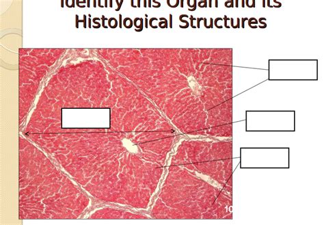 Histology 1 Diagram Quizlet