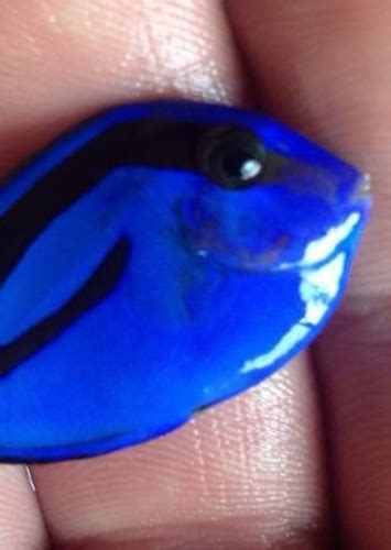 Dory “young” Fan Casting For Finding Dory 2036 Mycast Fan Casting Your Favorite Stories