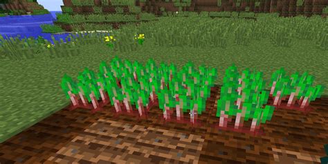 How To Grow Beets In Minecraft At Jesus Potter Blog