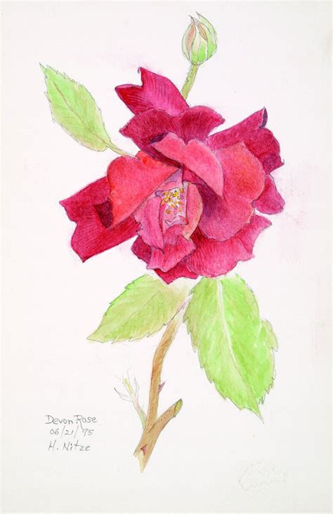 Botanicals — Heidi Nitze