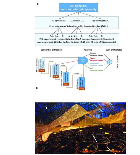 A Experimental Design Showing The Relationship Between Soil Download Scientific Diagram