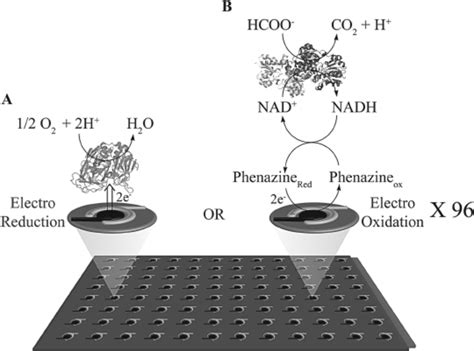 Direct Electron Transfer Of Laccase A And Mediated Electron Transfer