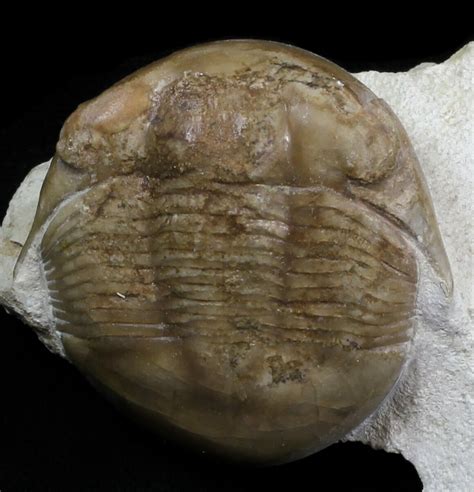 Nice 1 5 Illaenus Schmidti Trilobite Russia 31315 For Sale