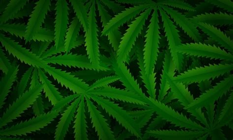 Fondo De Hoja De Marihuana O Cannabis Vector Gratis
