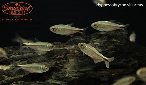 Hyphessobrycon Vinaceus Imperial Tropicals