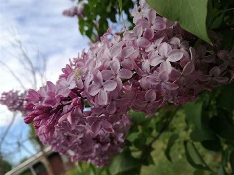 Jorgovan By Treebeardhefi On Deviantart