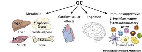 Glucocorticoids Function