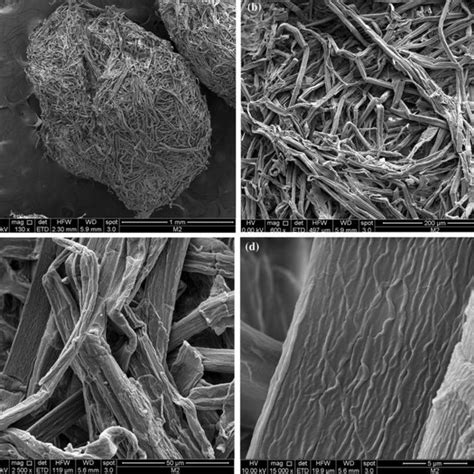 Scanning Electron Microscope Sem Of Eucalyptus Nitens Bleached