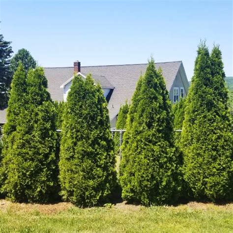 Narrow Trees For Small Yards That Pack A Punch At Richard Meagher Blog