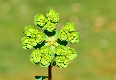 22200 Euphorbiaceae Foto Stok Potret And Gambar Bebas Royalti Istock