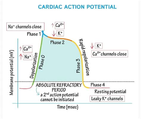 Cardiac Action Potential