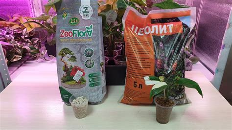 цеолит и цеофлора в чём разница Youtube