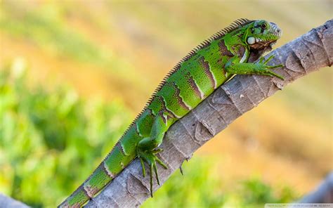 Green Iguana Wallpaper
