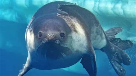 Registro Inédito Revela Foca De Ross Nadando No Mar Da Antártica