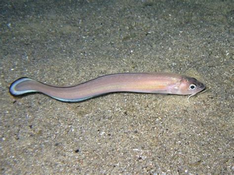 Real Monstrosities Cusk Eel