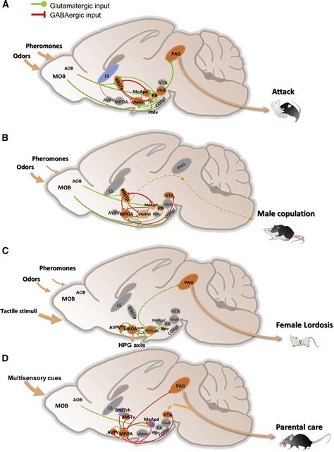 Neural Circuits Of Social Behaviors Innate Yet Flexible Neuron