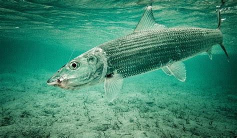 Know Your Fish Bonefish Hastings Fly Fishers