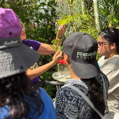 Icare Program Icare Program Sea Turtle Adventures