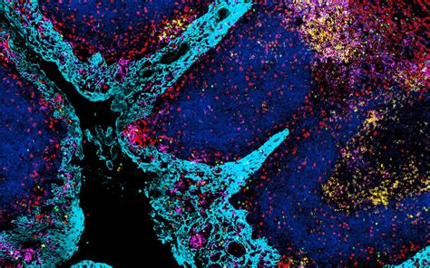 Tissuefaxs Multispectral New