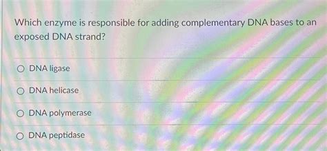Solved Which Enzyme Is Responsible For Adding Complementary