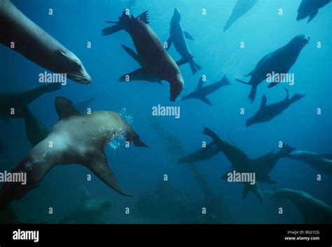 Sea Lions In Kelp Forest Anacapa Island Ca Pacific Ocean Stock