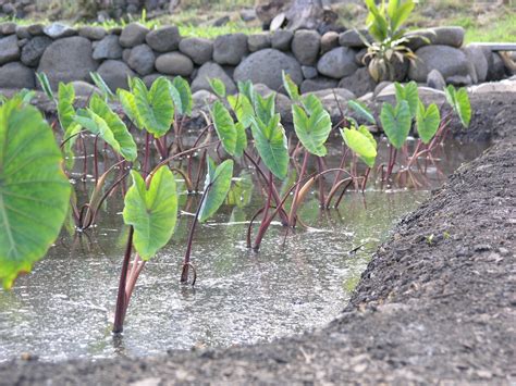 Kalo Information — Nohoana Farm