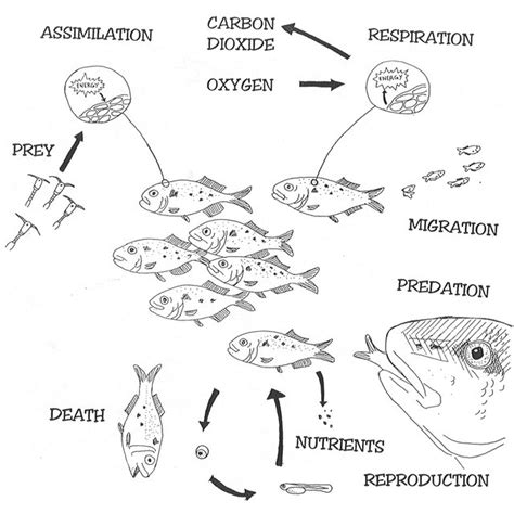 8b Some Bacteria Live In Sediment And Decompose Organic Material Some Download Scientific