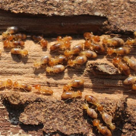 Termites Logan City Council