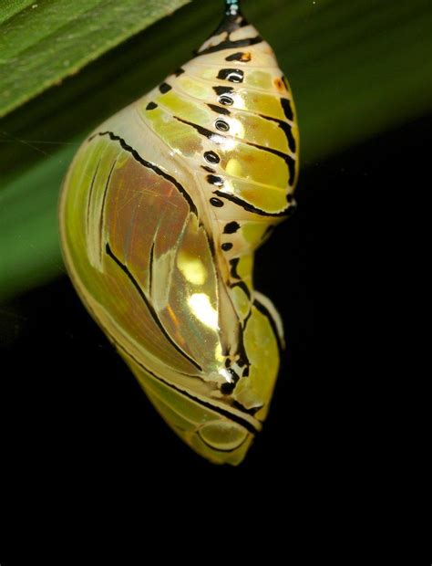 Butterfly Chrysalis Artofit