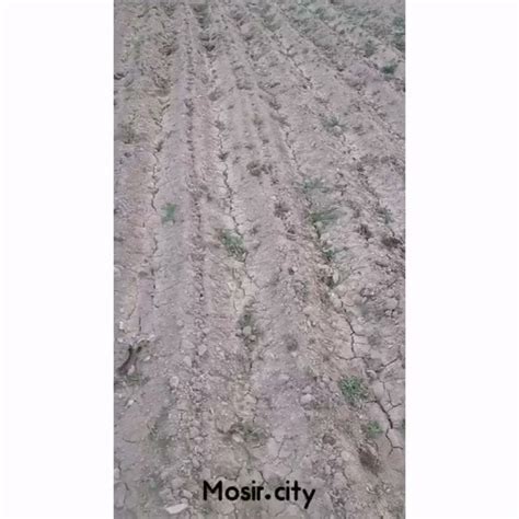 سلام دوستان گل روش های کاشت موسیر در زمین کشاورزی Youtube