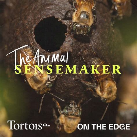 Stingless Bee Keeping The Rainforest Blooming