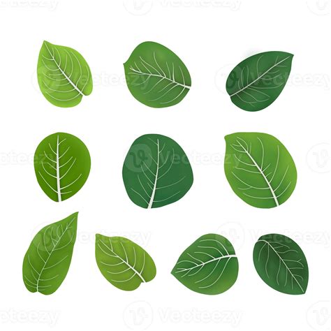 Illustration Of Biology And Plant Kingdom Set Of Leaf Margins The