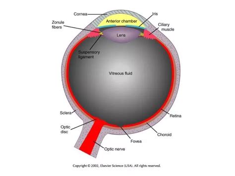 Ppt Primary Visual Cortex Simple Cells Powerpoint Presentation Free