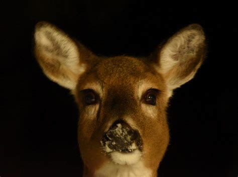 Deer Eyes In The Dark