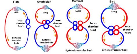 The Evolution Of Circulatory Systems In Vertebrates And Brief