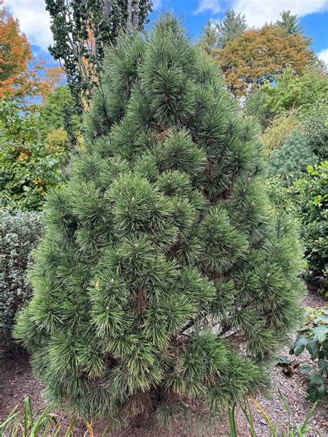 Pinus Mugo Big Tuna Mugo Pine Live Plant 1 Gallon Pot Etsy