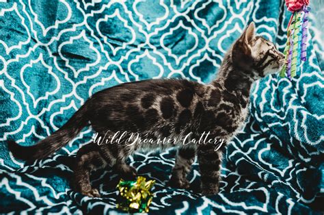 Charcoal Bengals Wild Dreamer Cattery