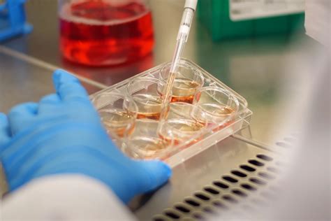 Helmholtz Munich Receives Grant To Improve Stem Cell Islet Transplants