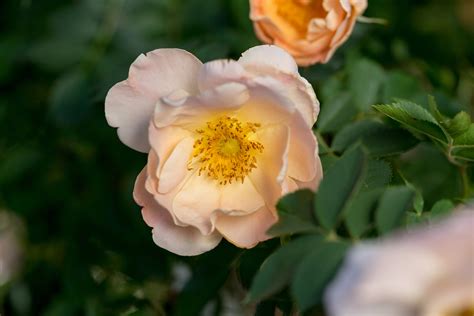 Above And Beyond™ Rose Plant Something Montana