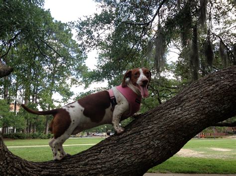 Lilly Bug Contest Entry 25968 Modern Dog Magazine