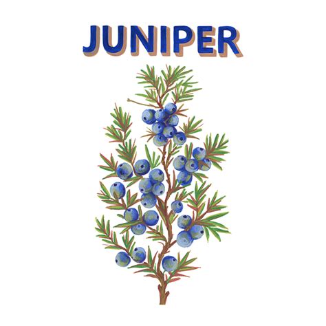 Juniper Berry Medicinal Plant Index