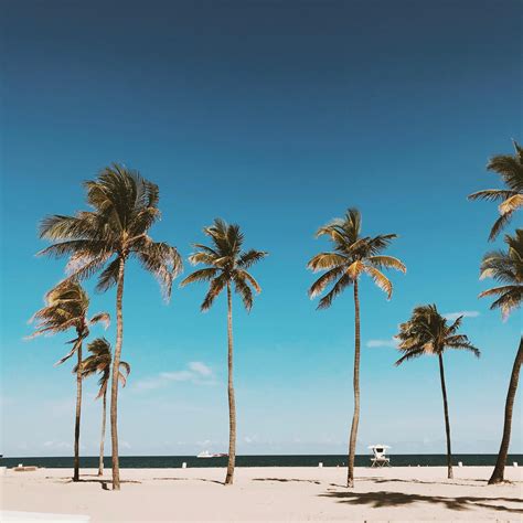 Tropical Beach Palm Trees