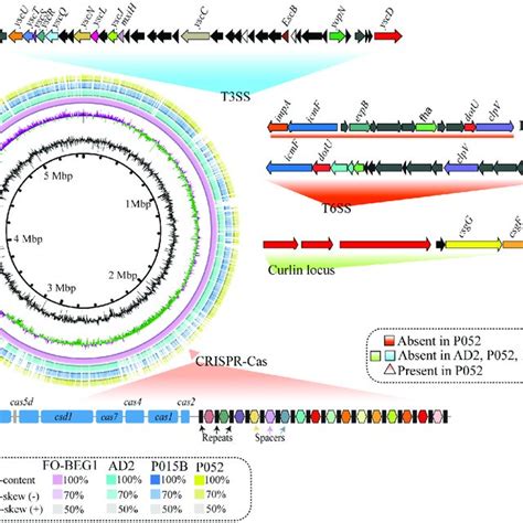 Structure Of The Pan Genome A Bar Plot Showing The Frequencies Of