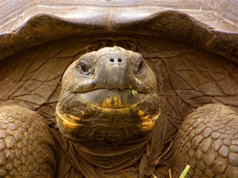 איי גלפגוס אמיר גור