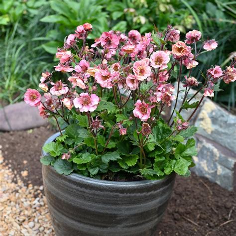 140mm Jazzy Geum Geum Tempo Rose Bunnings Australia